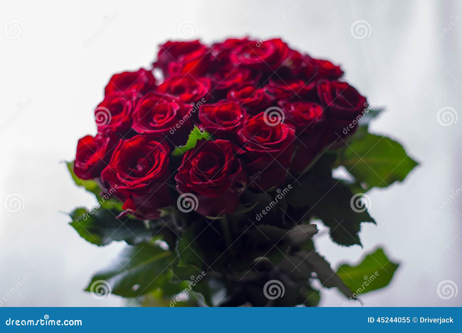 20 red roses bouquet stock image. Image of gift, pleasure - 45244055