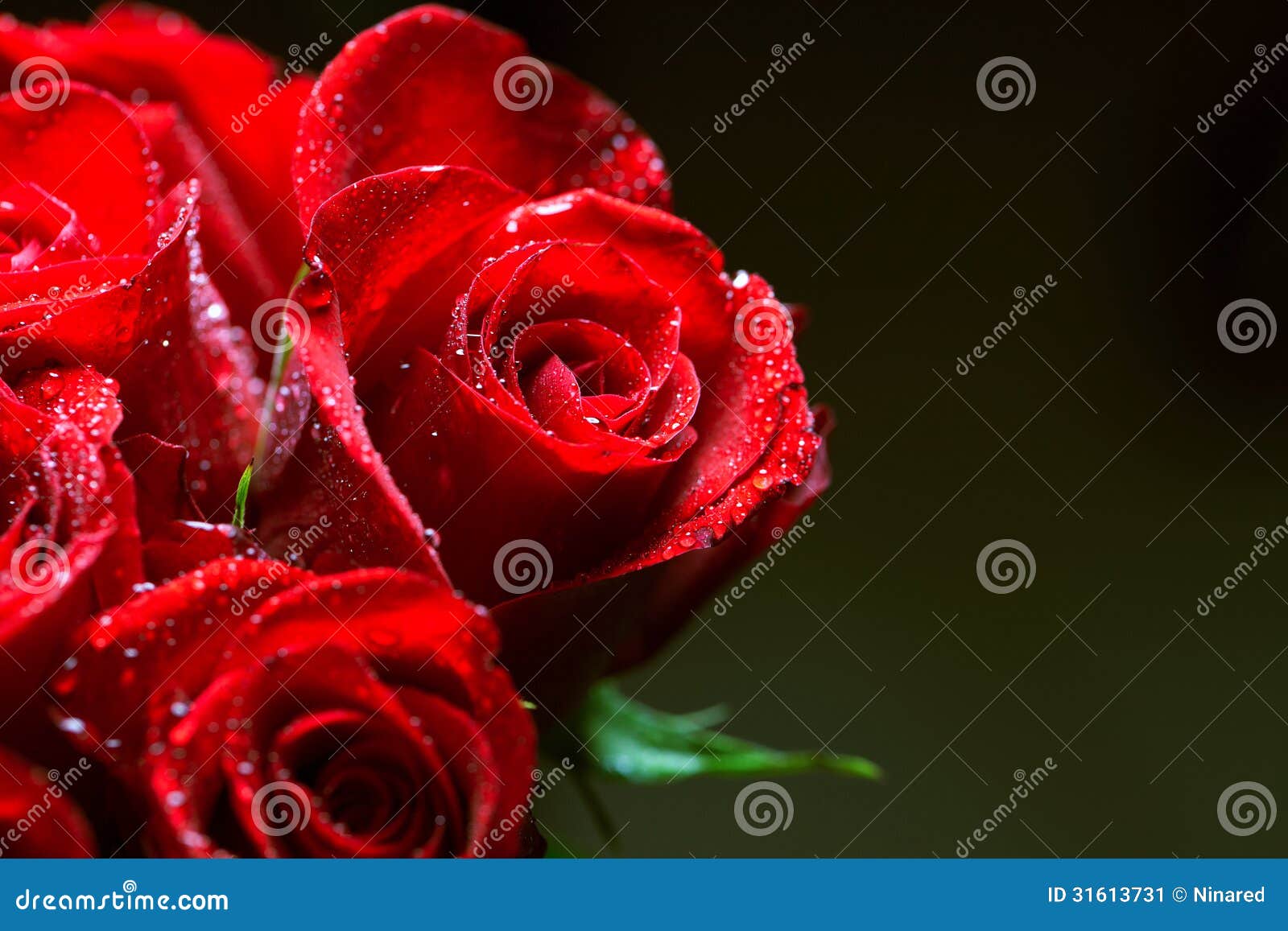Red roses bouquet stock image. Image of pastel, isolated - 31613731