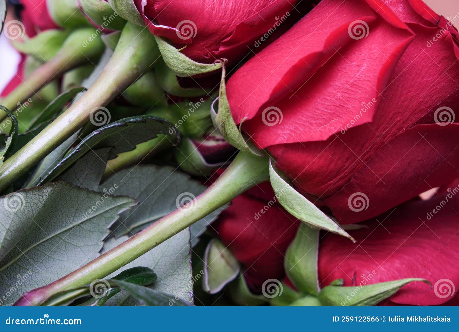 Red Roses Bouquet Lying on the Table Close Up Stock Photo - Image of ...