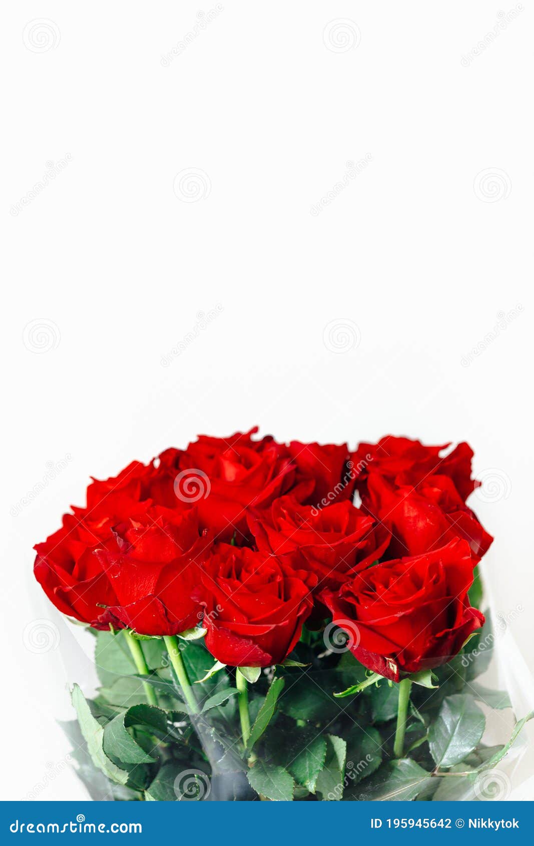 Red Roses Bouquet on White Background Stock Photo - Image of botany ...