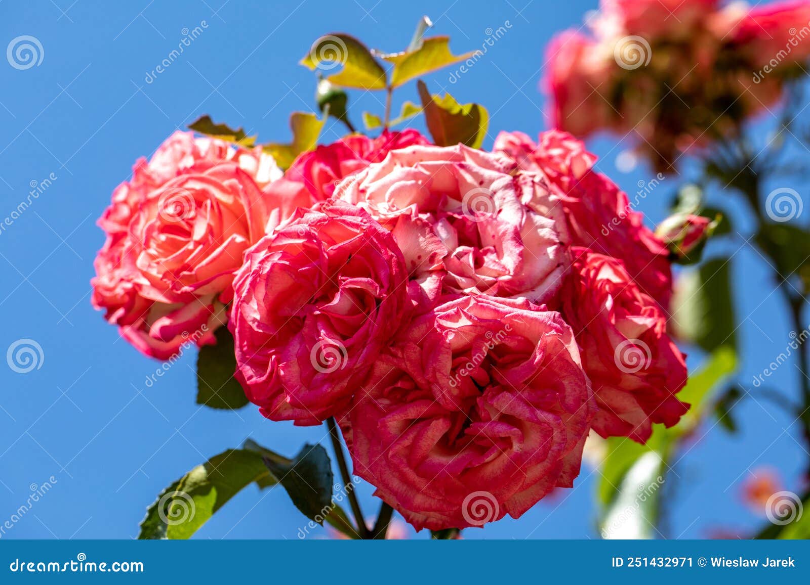 Red Roses on the Branch in the Garden. Stock Image - Image of bush ...