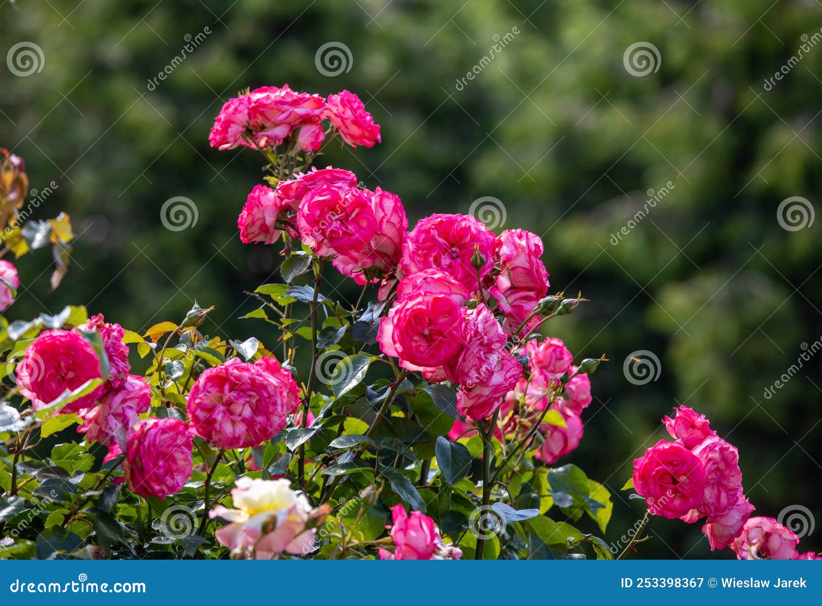 Red Roses on the Branch in the Garden. Stock Image - Image of green ...