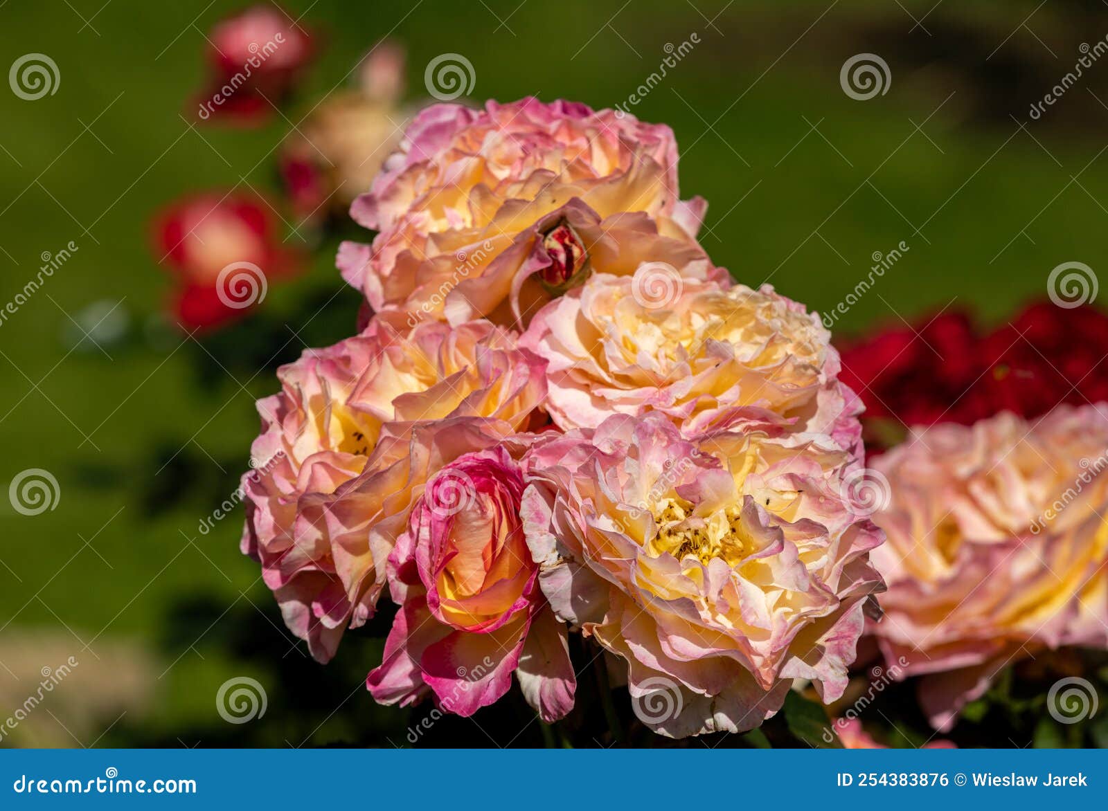 Red Roses on the Branch in the Garden. Stock Photo - Image of bloom ...