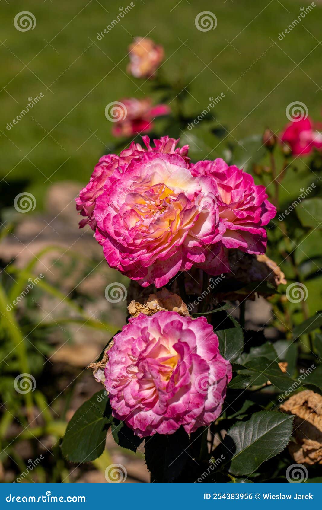 Red Roses on the Branch in the Garden. Stock Photo - Image of botanic ...