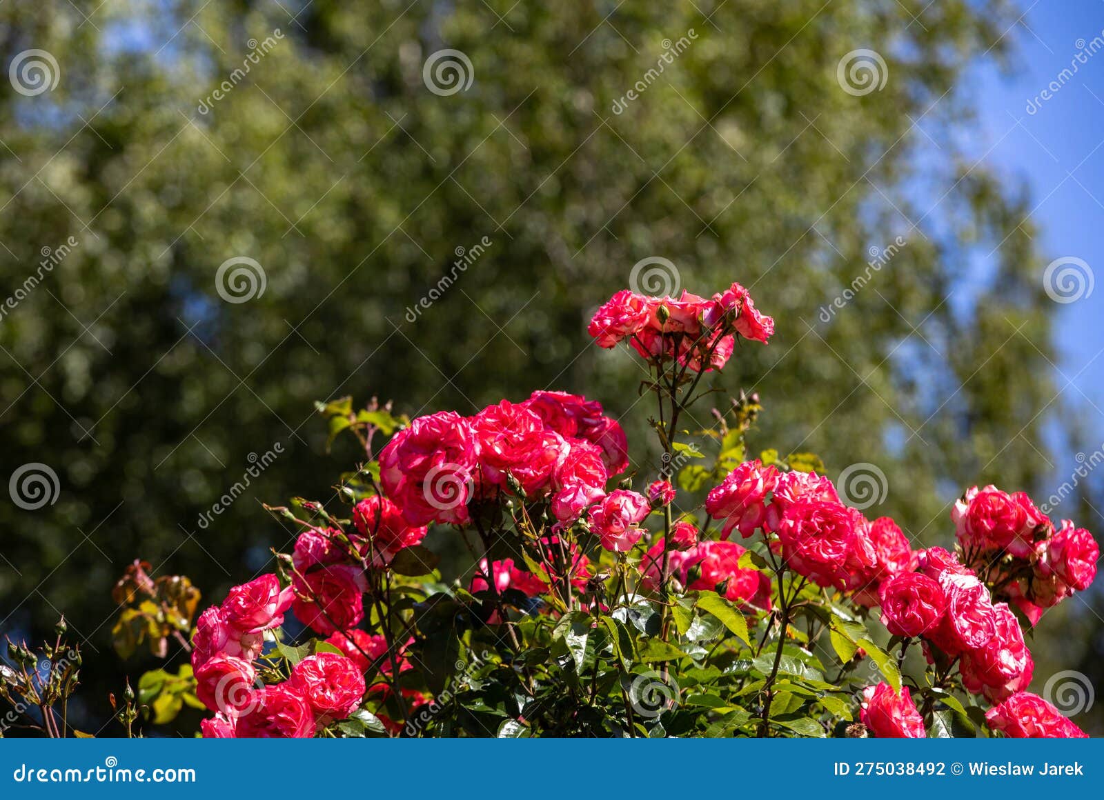 Red Roses on the Branch in the Garden. Stock Photo - Image of bush ...