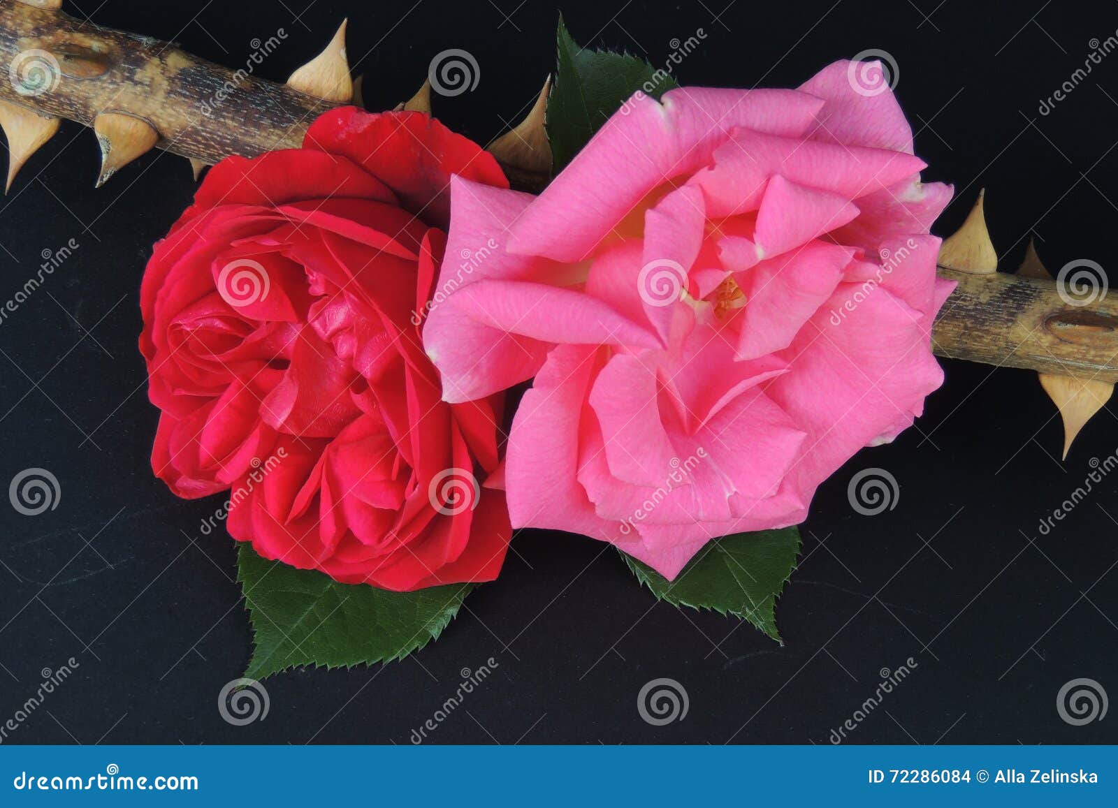 Red Roses on the Branch with Thorns on a Black Background Stock Photo ...