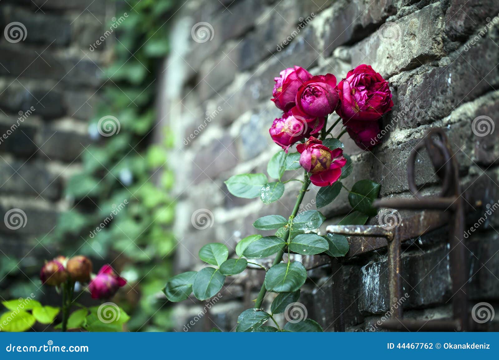 Red Roses and Brick Wall stock photo. Image of antique - 44467762