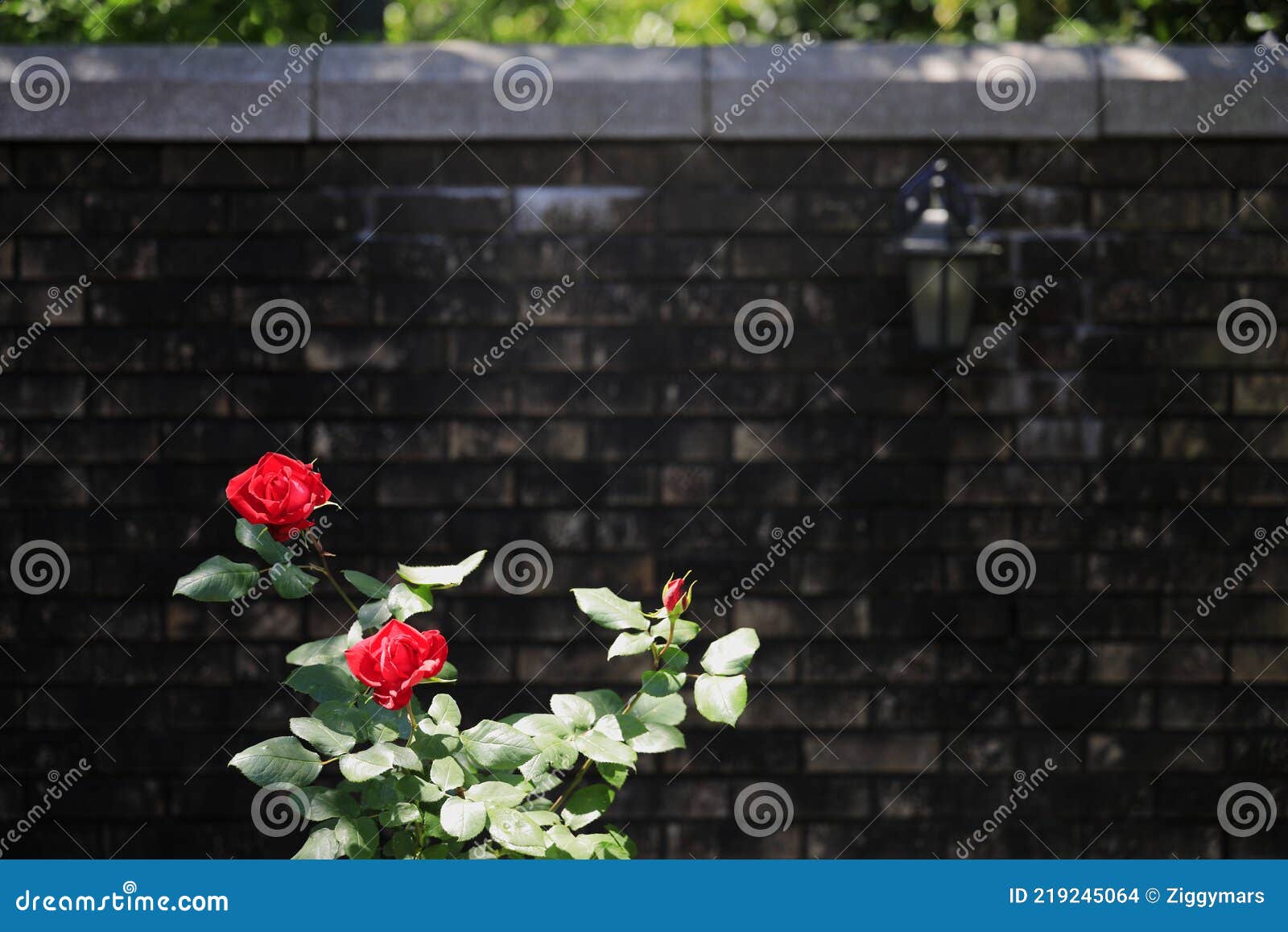 Red roses and bricks wall stock photo. Image of outside - 219245064
