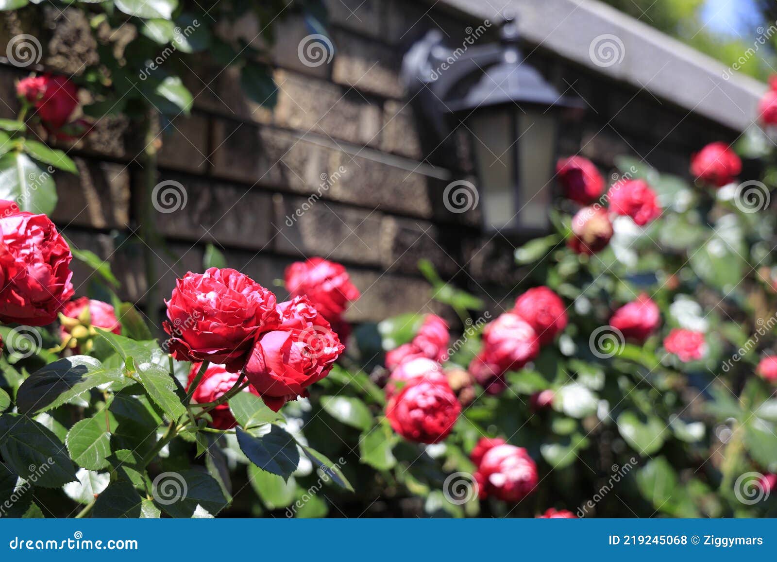 Red roses and bricks wall stock photo. Image of blue - 219245068
