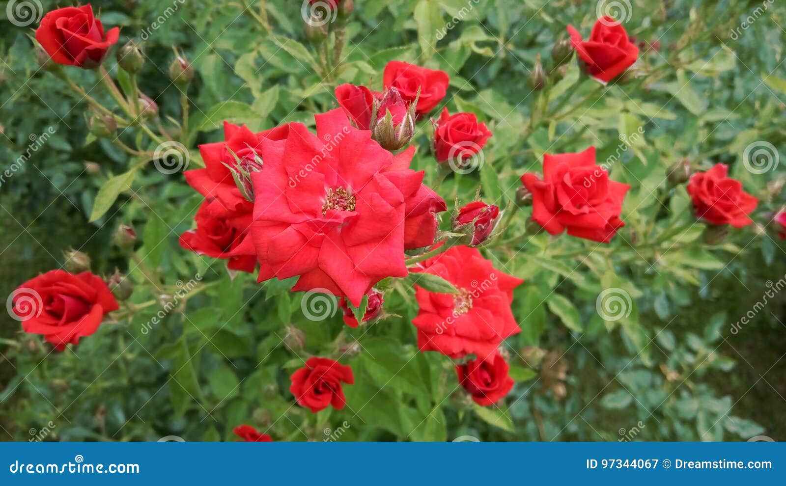 Red Roses and Broken Hearts Stock Image - Image of broken, heart: 97344067