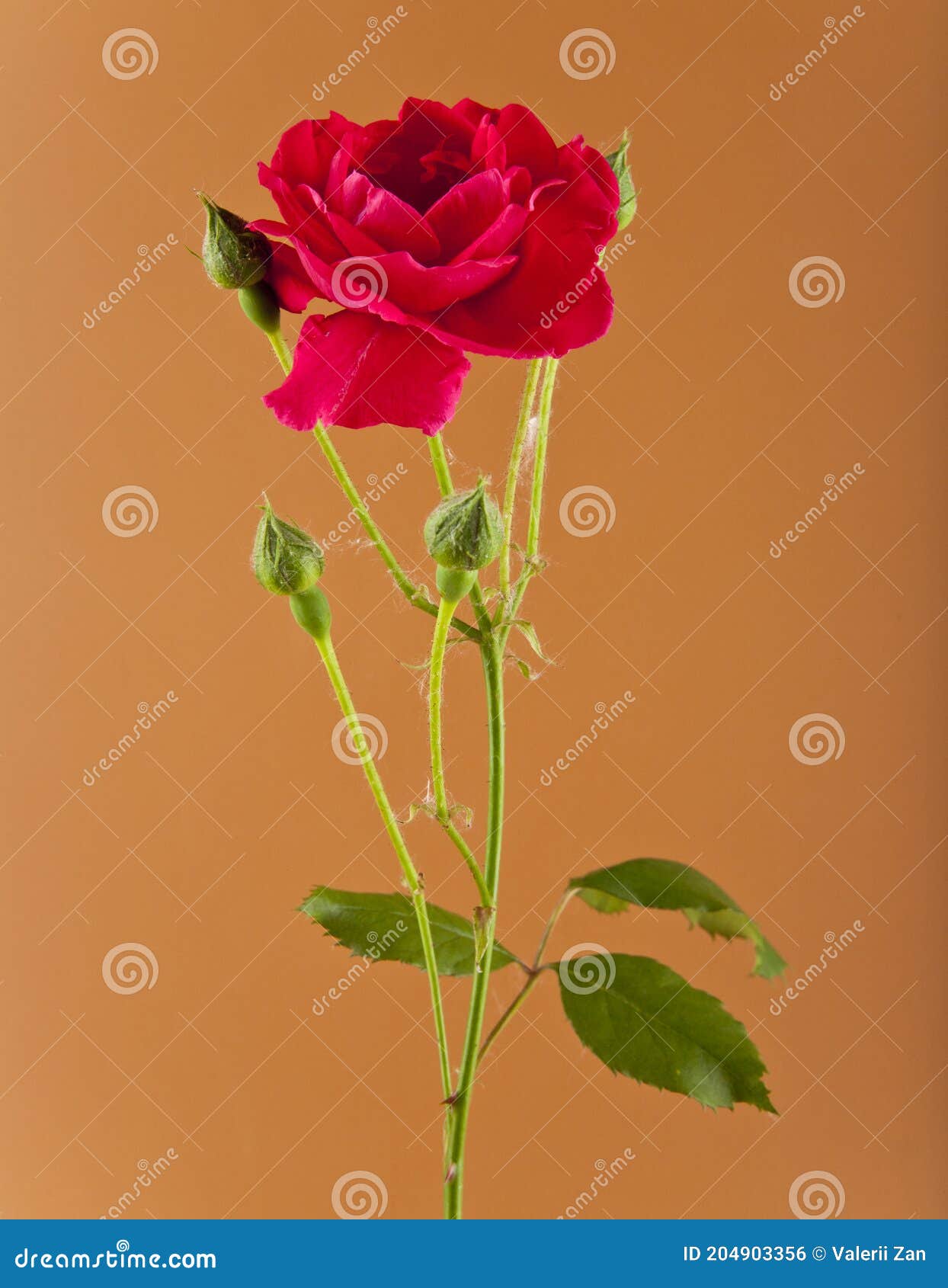 Red roses on a brown stock photo. Image of background - 204903356