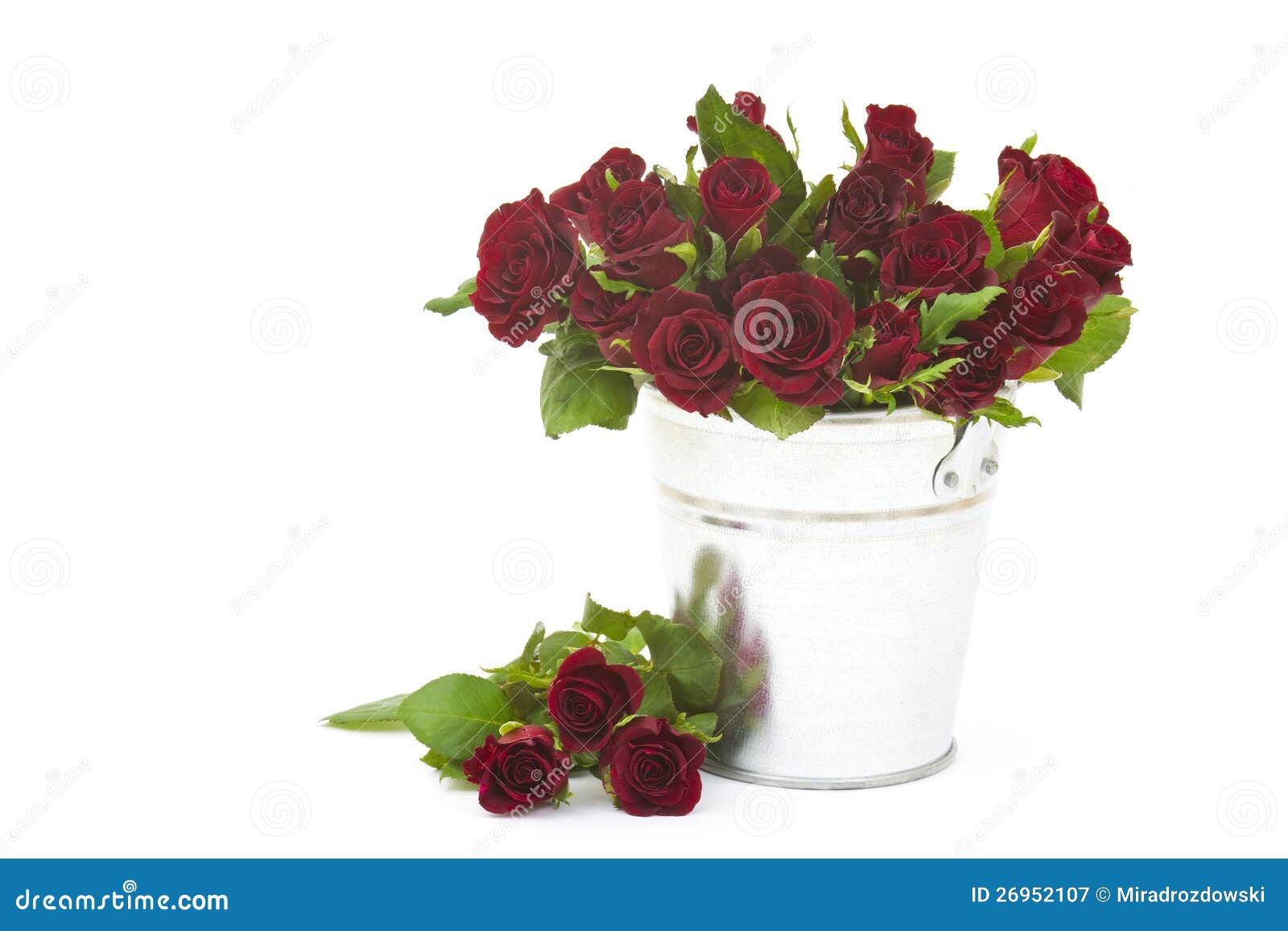 Red roses in a bucket stock image. Image of copy, growth - 26952107