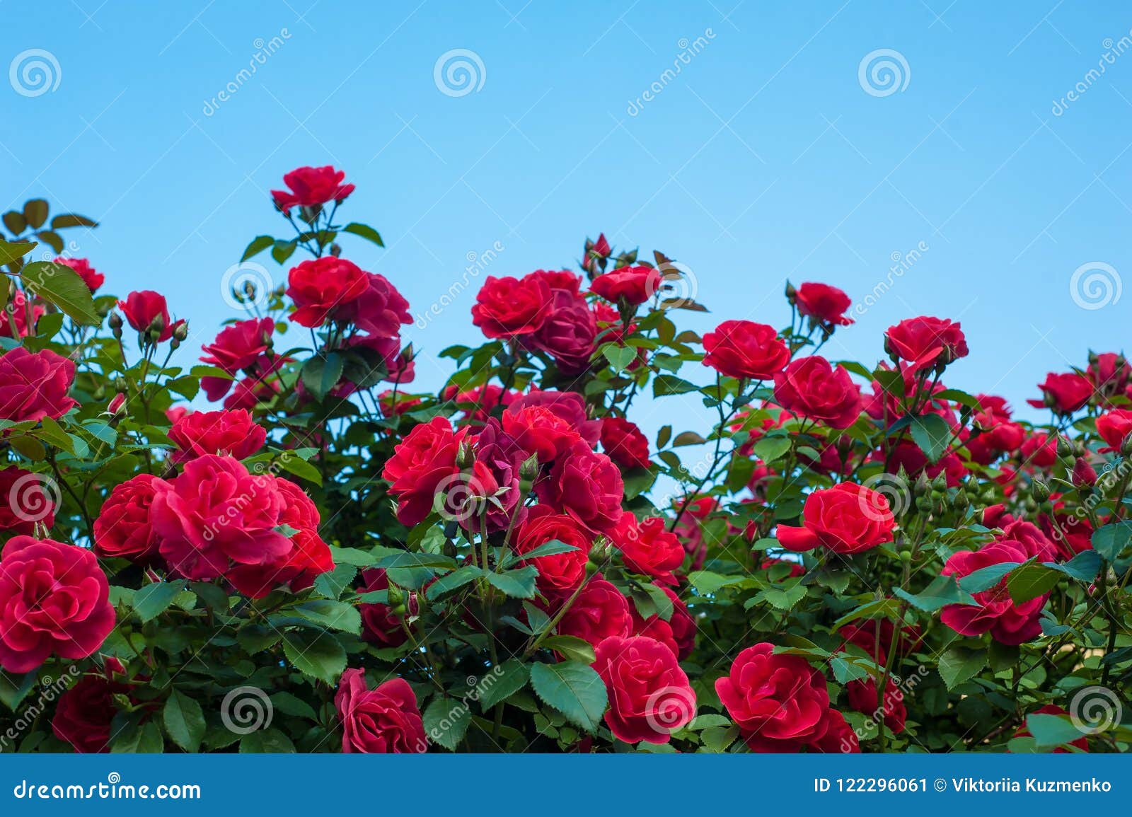 Bush of Red Roses is Blooming in the Background of a Blue Sky with ...
