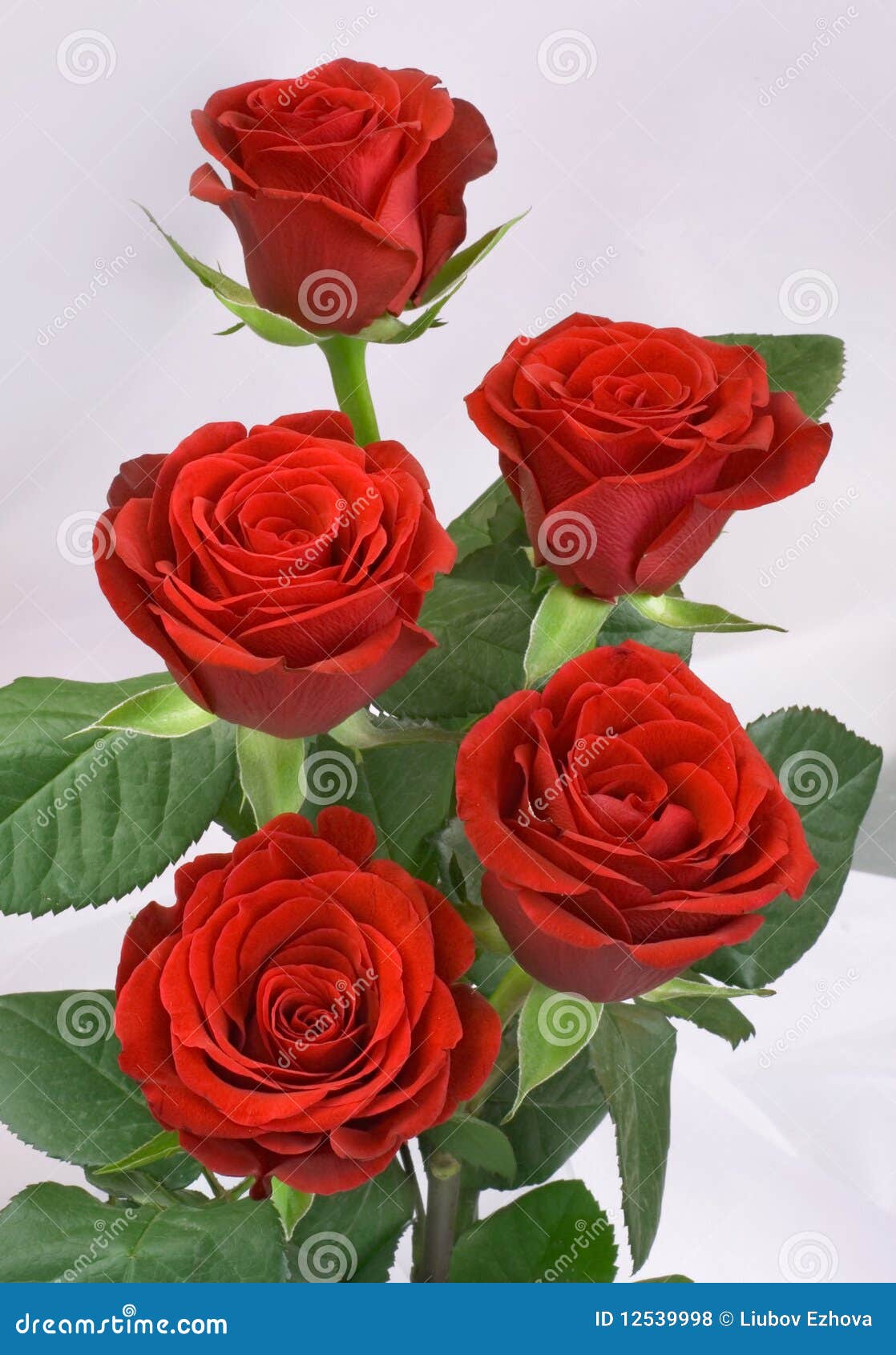 Red_roses_bunch stock photo. Image of colored, macro - 12539998