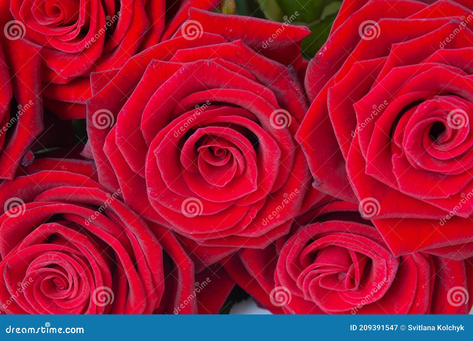 Red Roses Bunch Closeup Background Stock Image - Image of romance ...