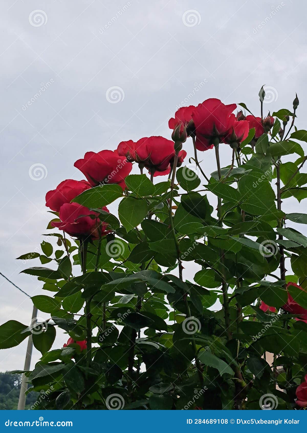 Red roses bush stock photo. Image of wildflower, garden - 284689108