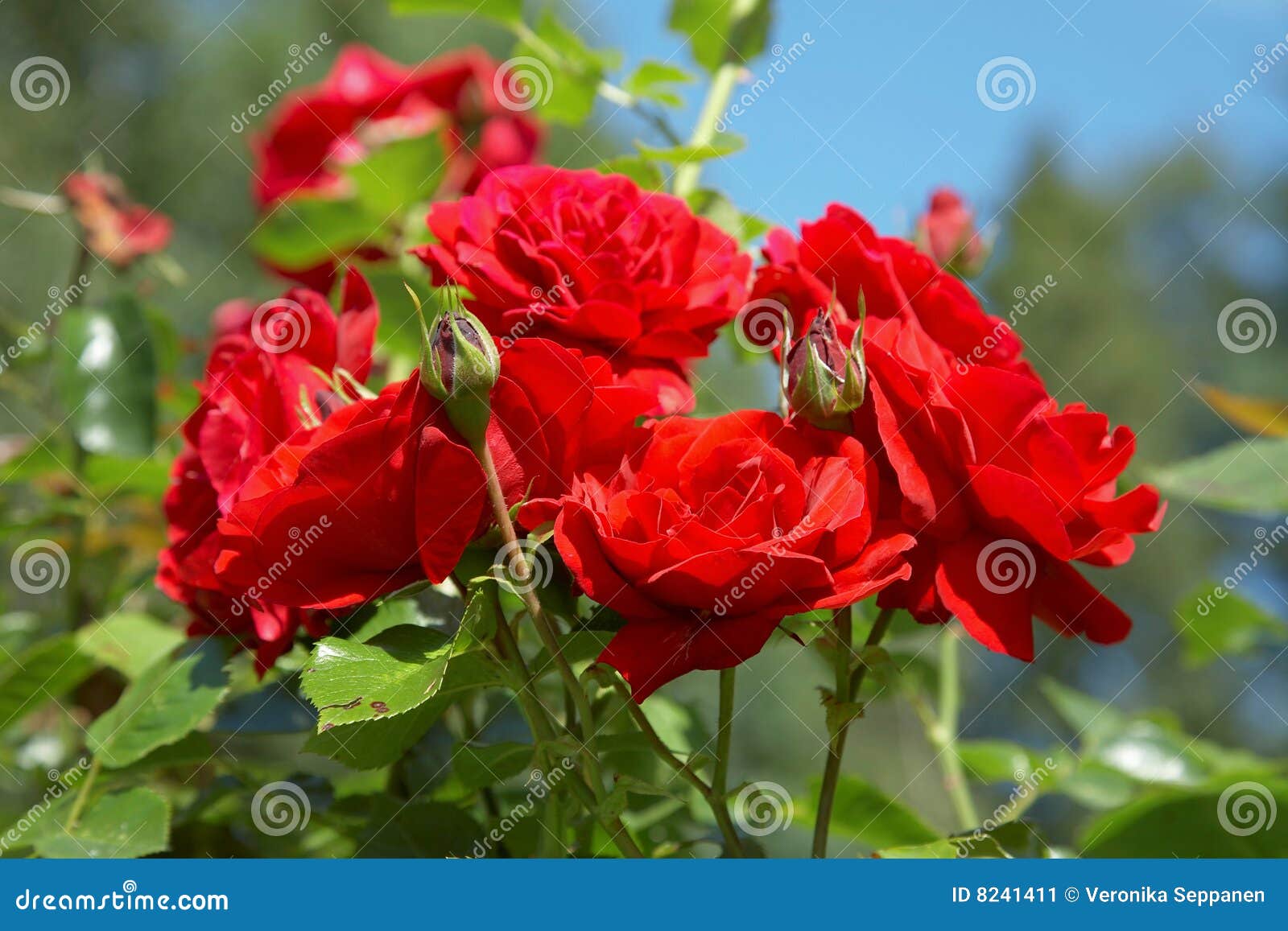Red roses bush stock image. Image of elegance, fragility - 8241411