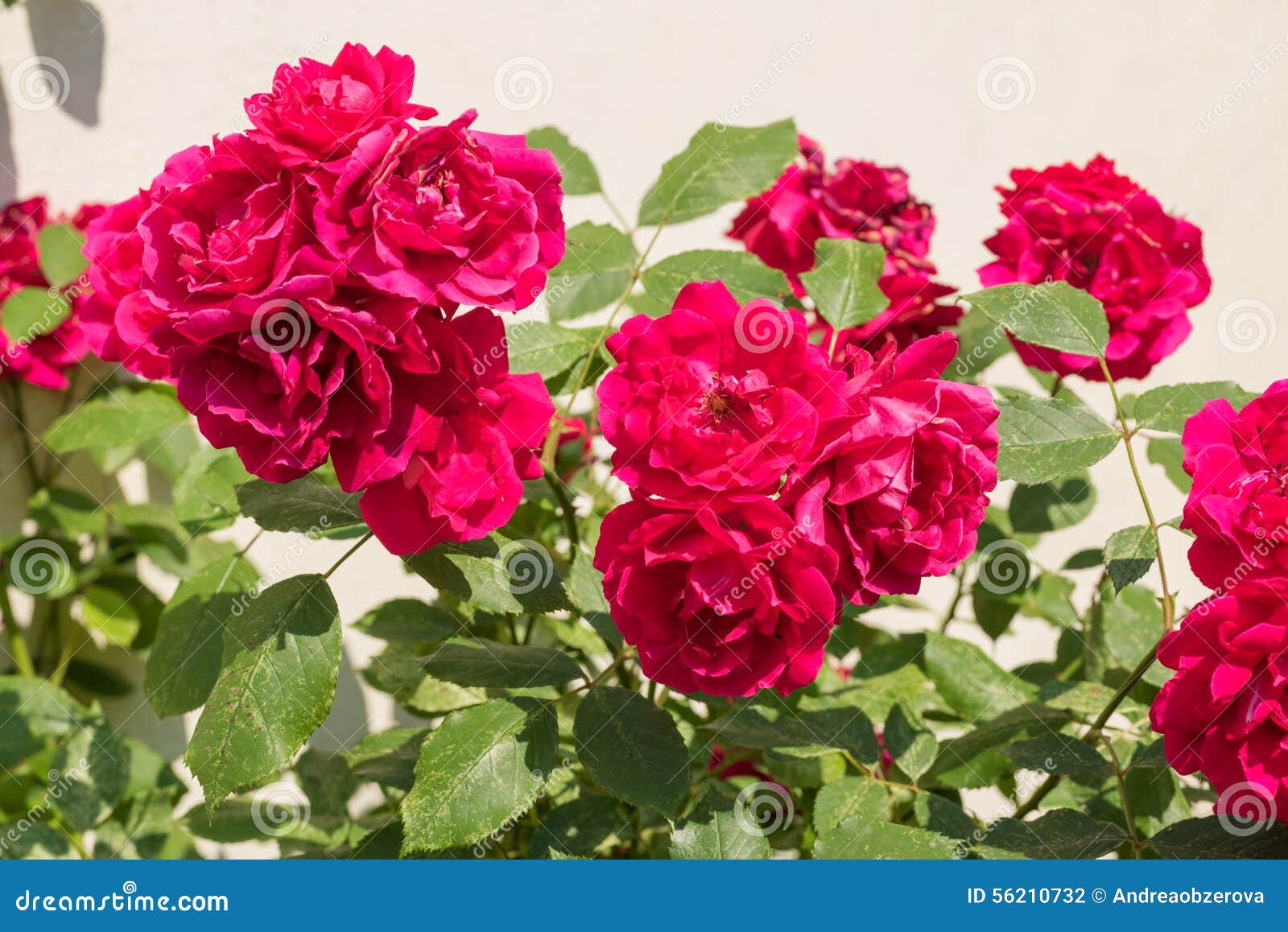 Red roses bush stock photo. Image of rose, growth, sunlight - 56210732