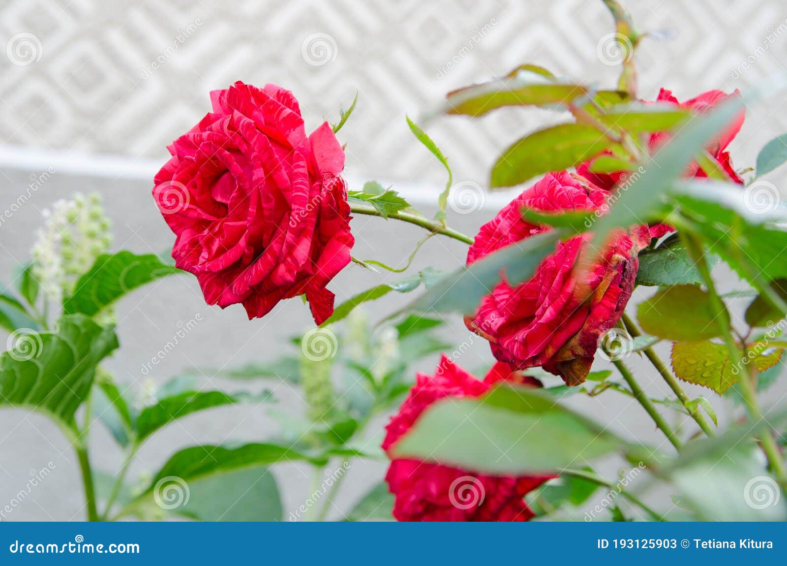 Red Roses . Bush of Red Roses Close Up. Stock Image - Image of romance ...