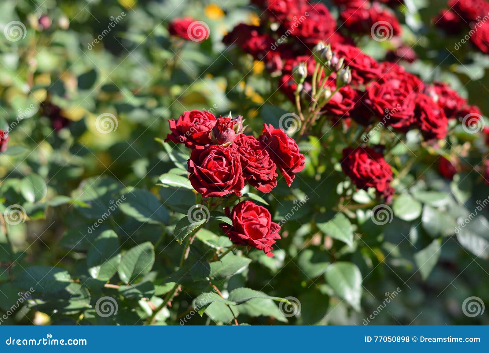 Red roses bush stock photo. Image of garden, branch, flowers - 77050898