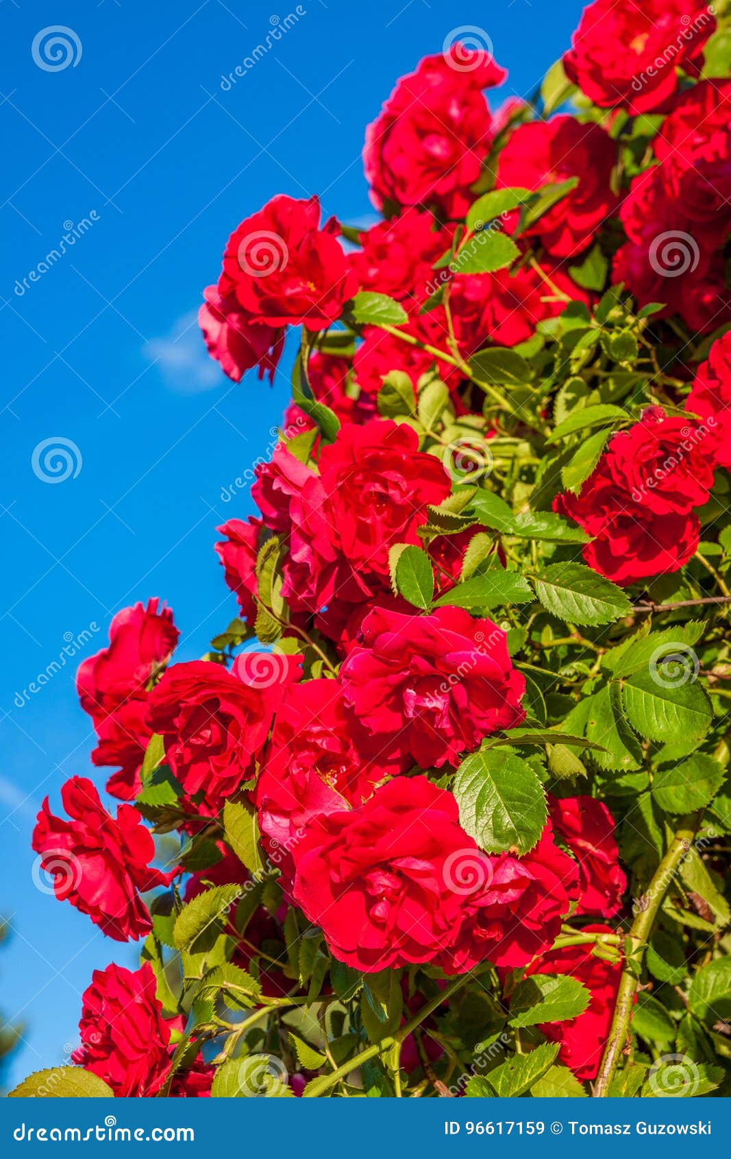 Red Roses Bush in the Garden Stock Image - Image of park, natural: 96617159