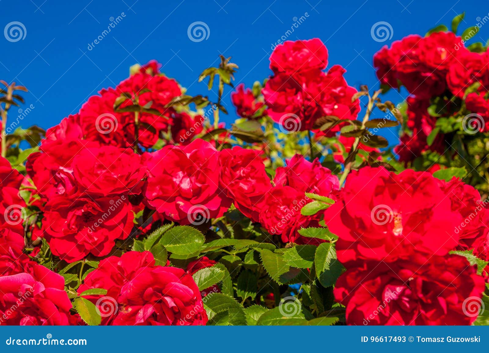 Red Roses Bush in the Garden Stock Image - Image of bushes, gardening ...