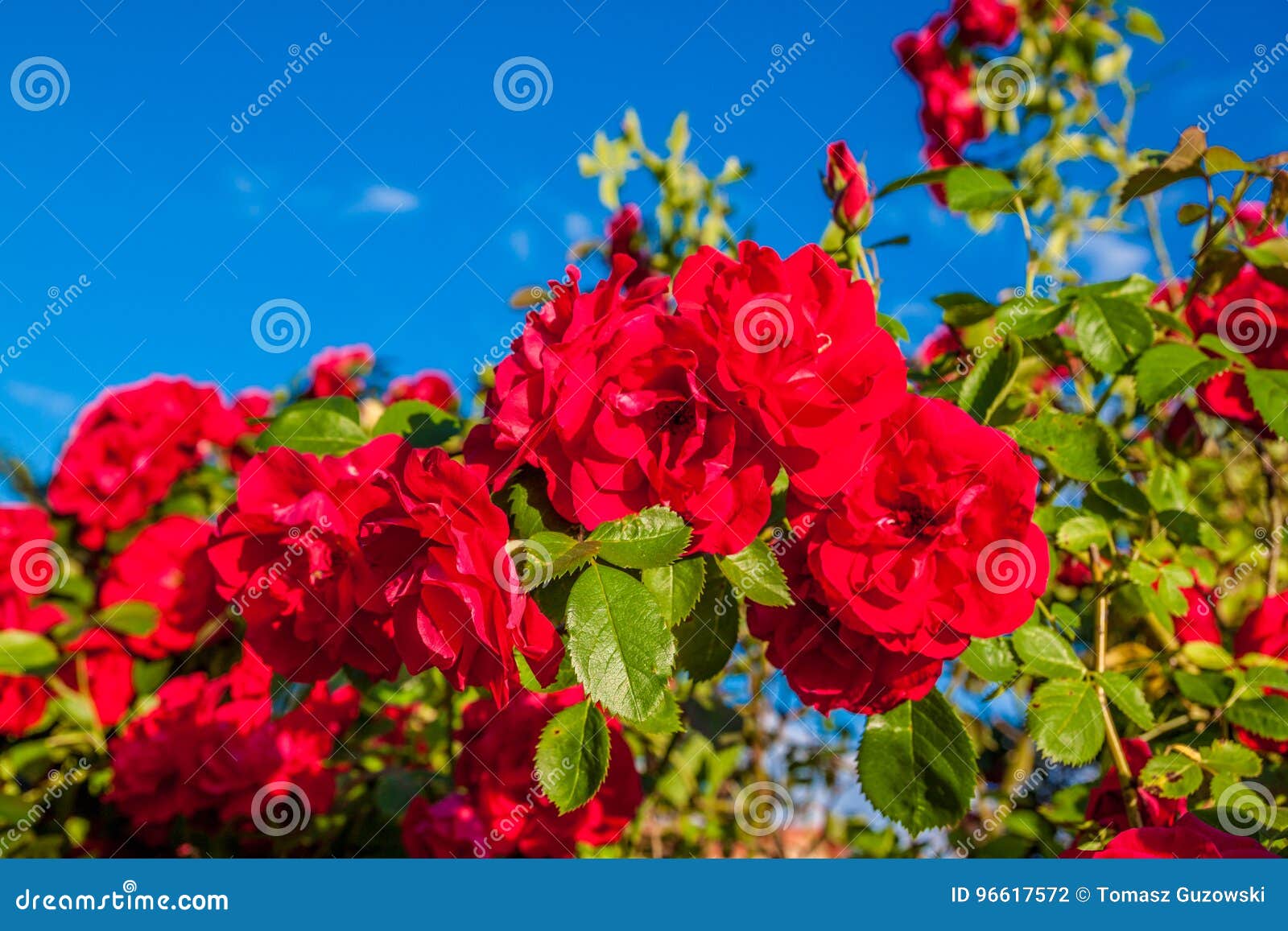 Red Roses Bush in the Garden Stock Photo - Image of front, flower: 96617572