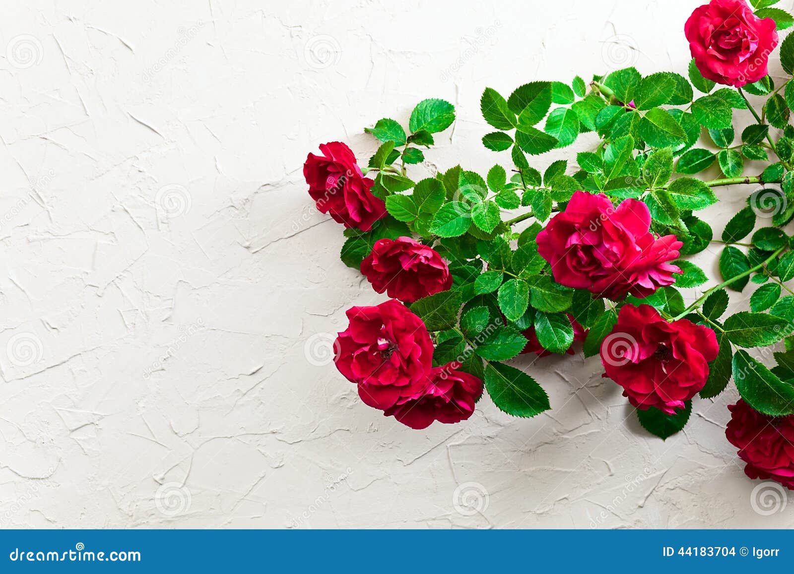 Red roses stock photo. Image of close, outdoor, fashioned - 44183704