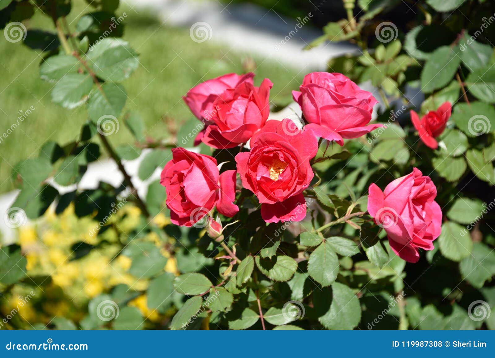 Red roses in bush stock photo. Image of rosaceae, flora - 119987308
