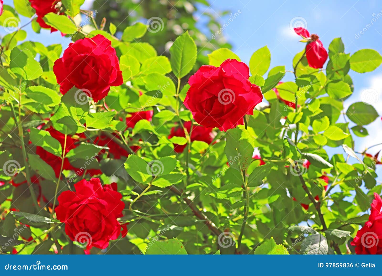 Red roses on the bush stock photo. Image of florist, natural - 97859836
