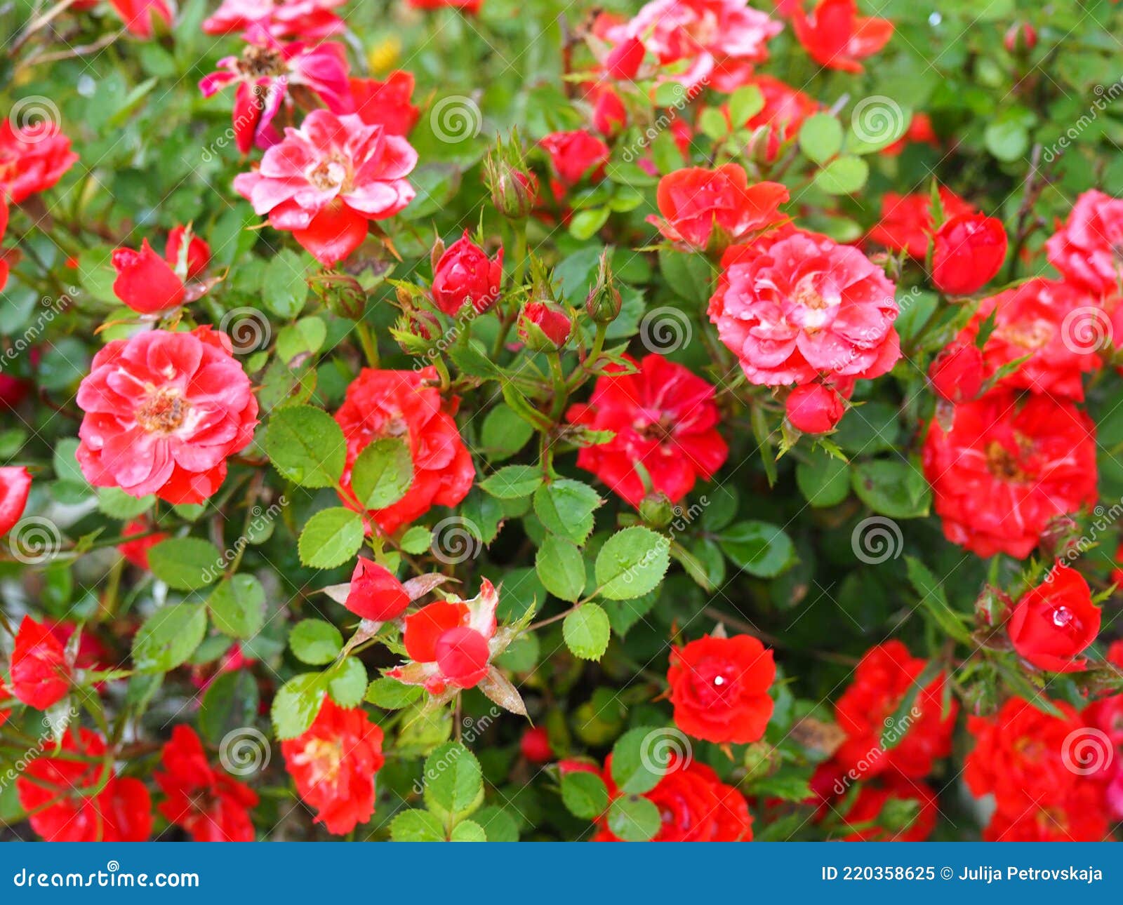 Red Roses Bushes. Many Small Red Roses on Bushes. Stock Image - Image ...