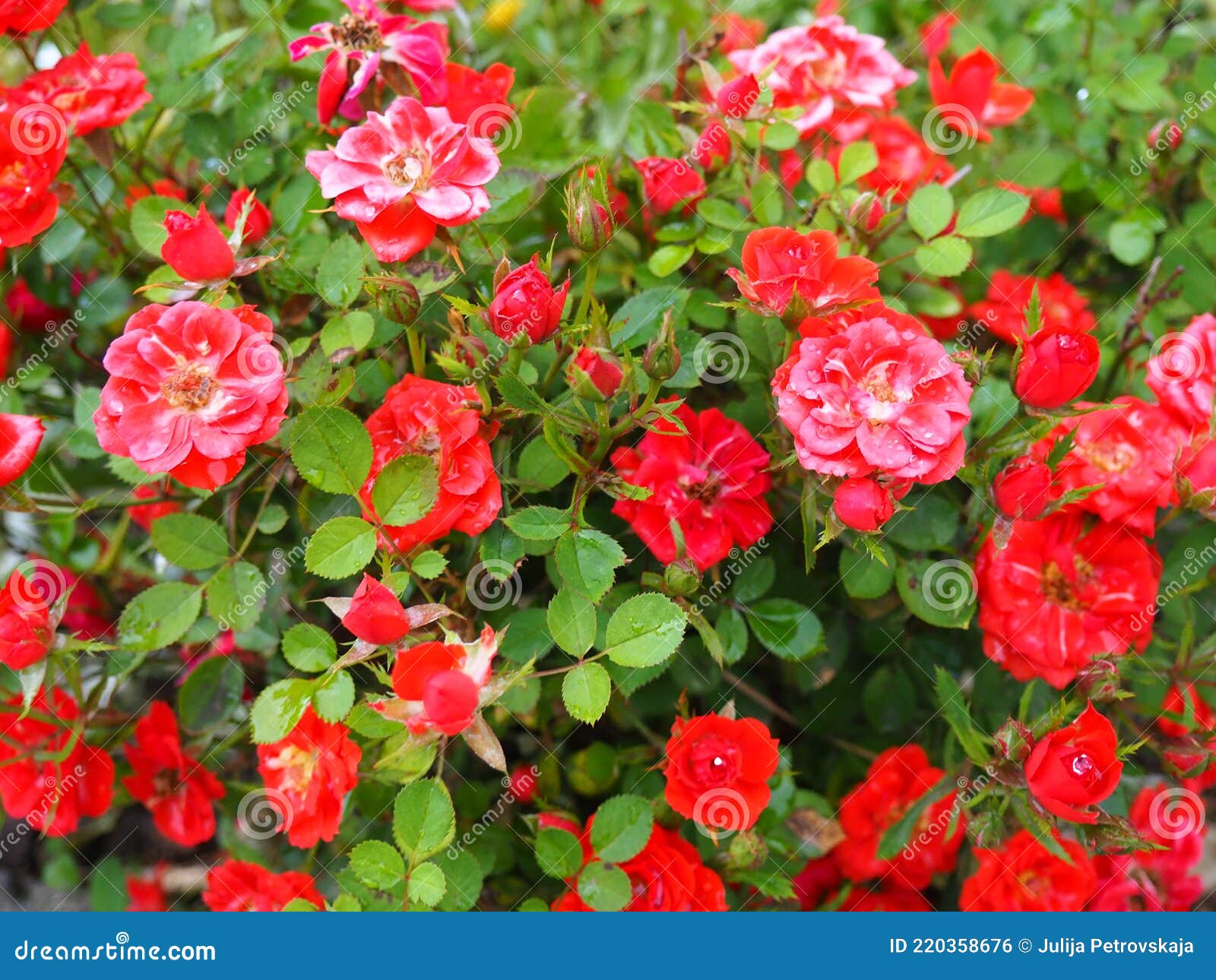 Red Roses Bushes. Many Small Red Roses on Bushes. Stock Photo - Image ...