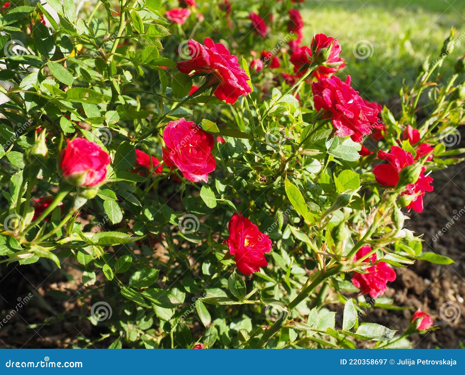 Red Roses Bushes. Many Small Red Roses on Bushes. Stock Image - Image ...