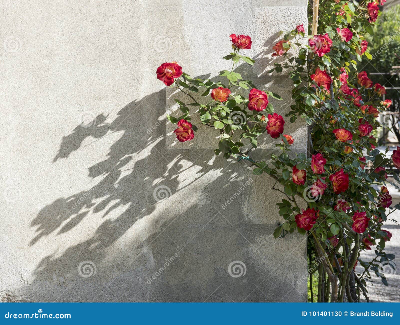 Red Roses Casting Shadows on a Wall Stock Photo - Image of shadow ...