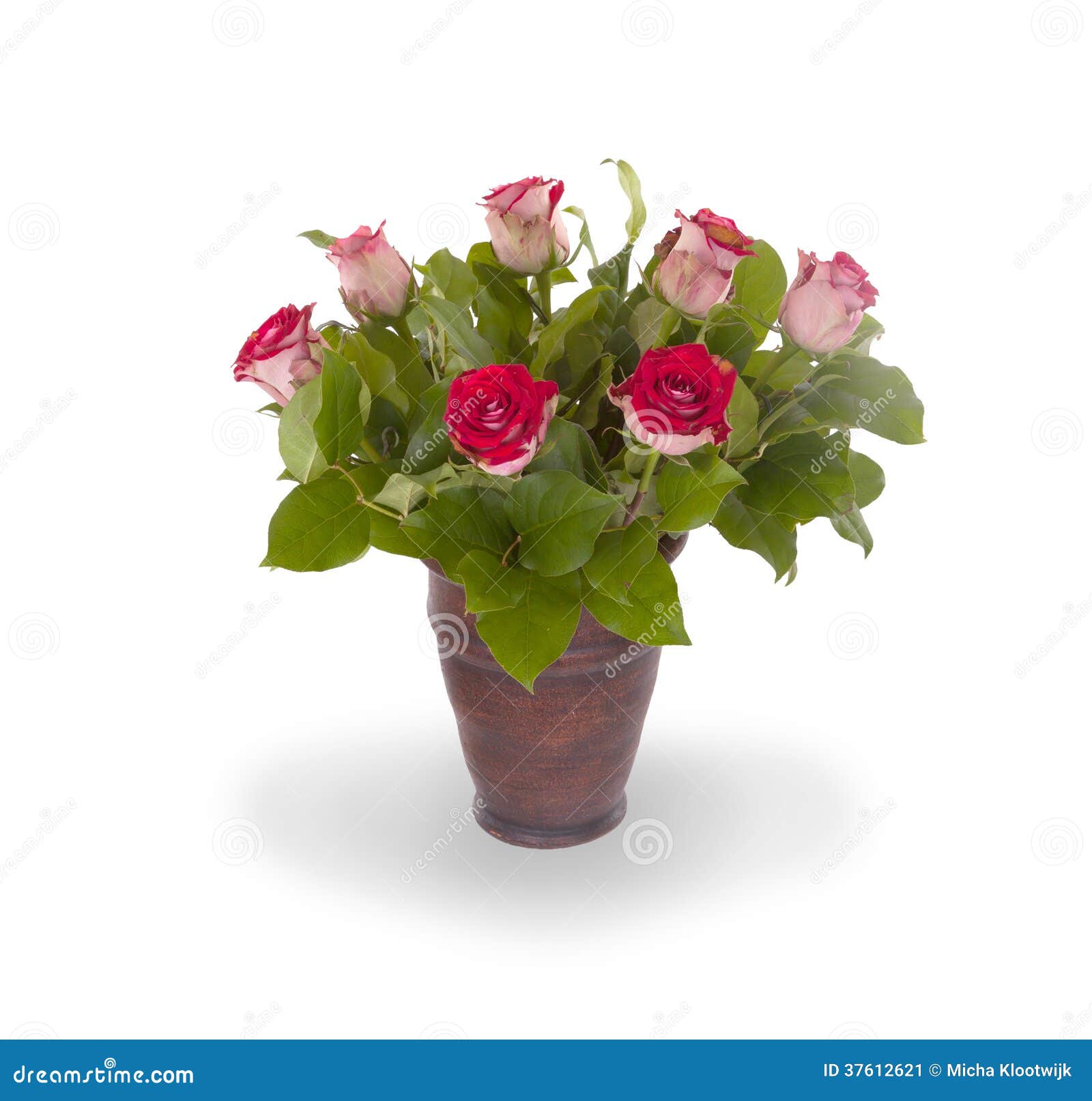 Red roses in ceramic pot stock image. Image of rustic - 37612621