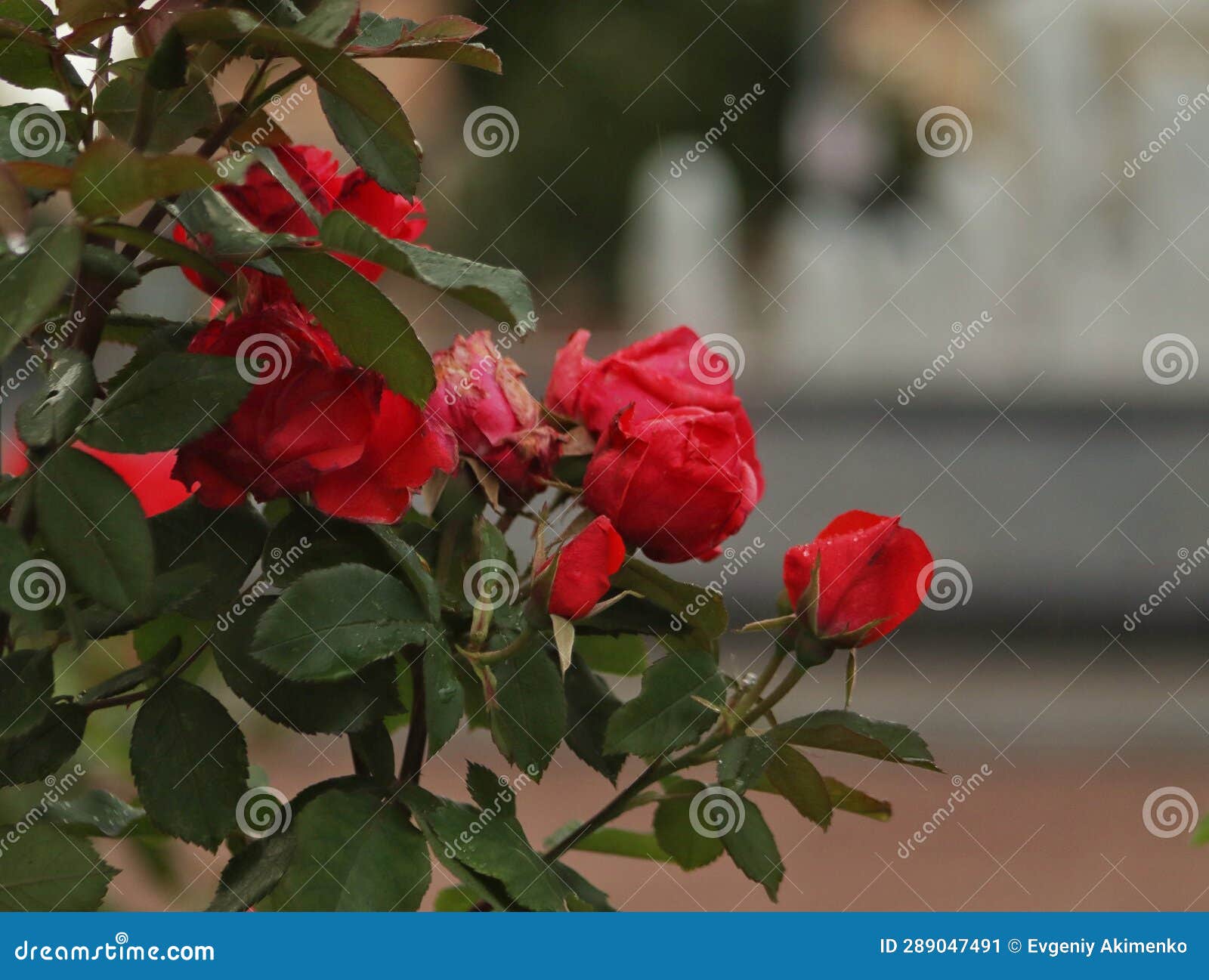 Red Roses in the City Close Up Stock Image - Image of nature, city ...