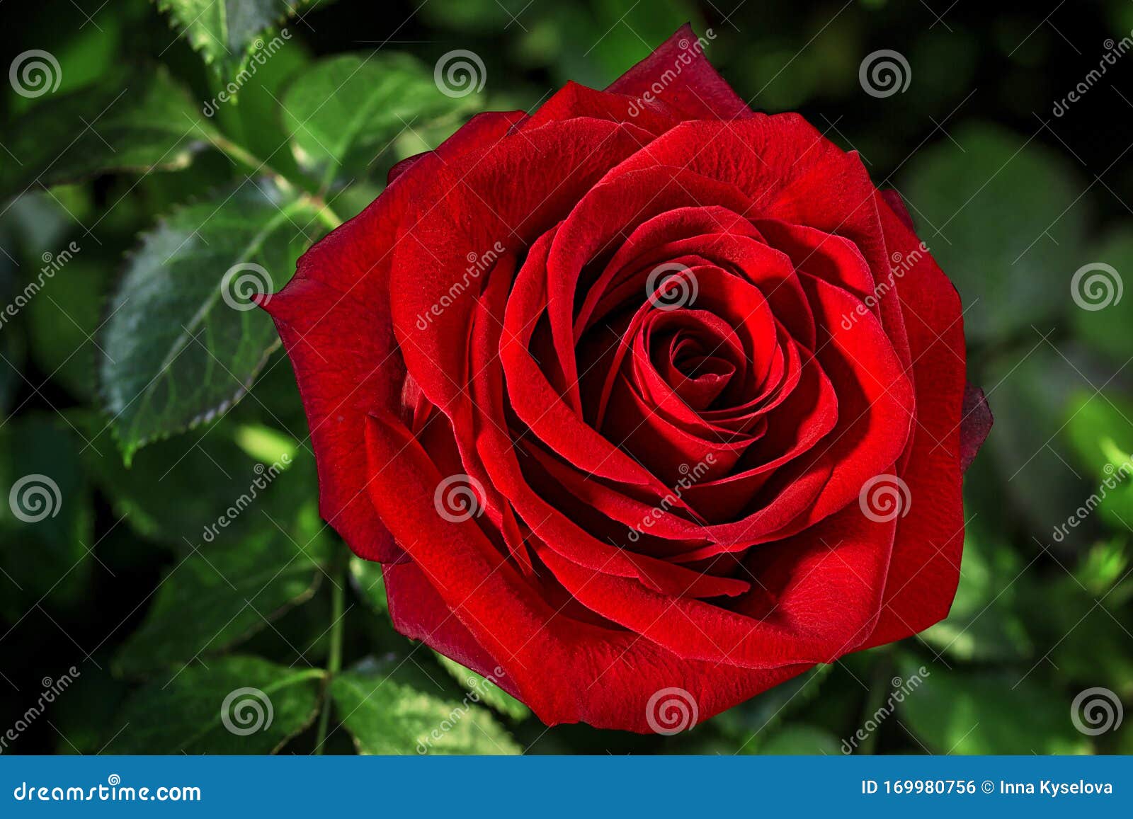 Roses close up. stock photo. Image of romantic, green - 169980756