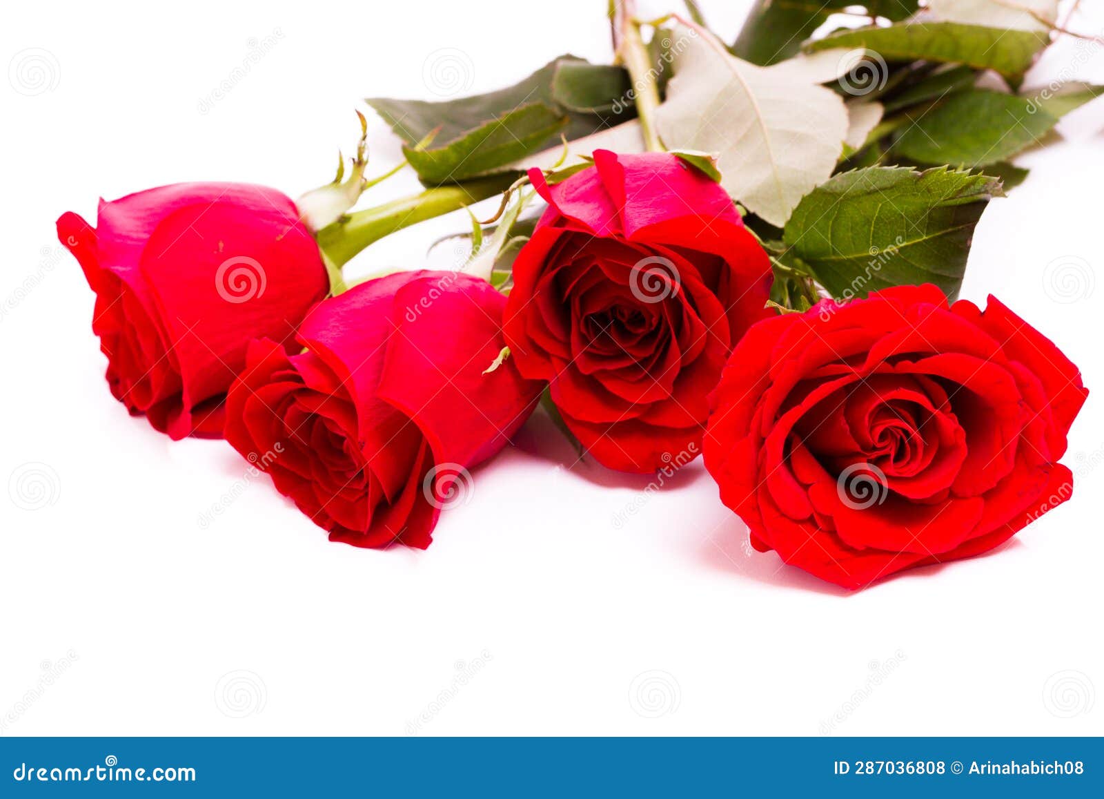 Red roses stock photo. Image of white, green, flower - 287036808