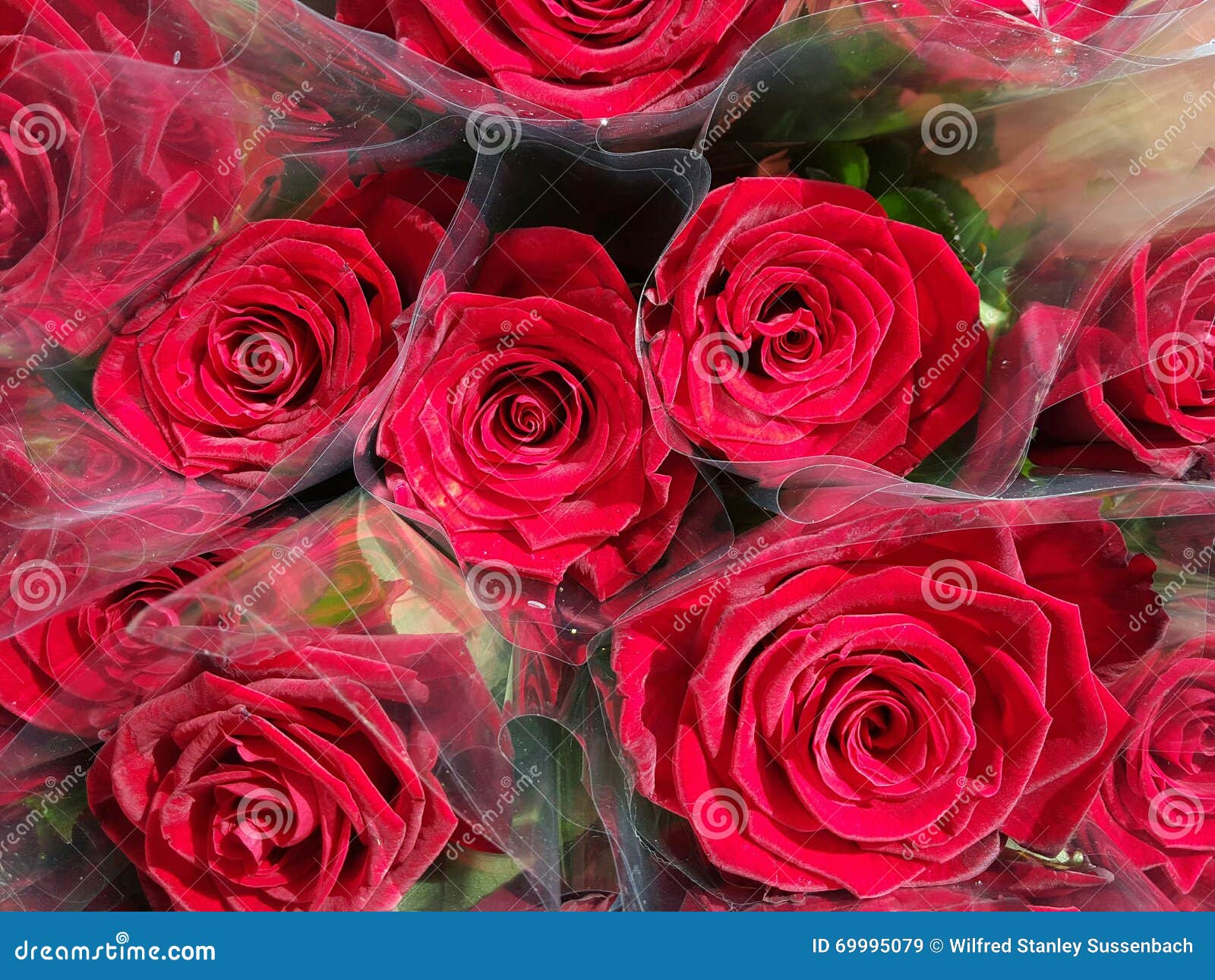 Red roses stock image. Image of flowers, bloom, leaves - 69995079
