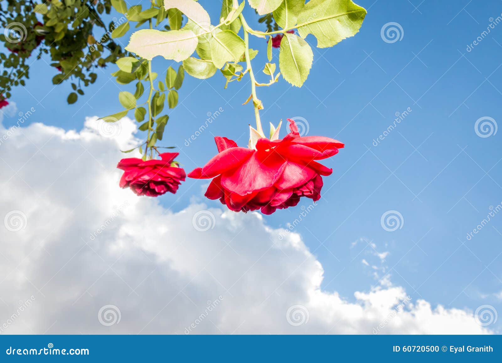 Red Roses, Clouds and Blue Sky Stock Photo - Image of leaf, fresh: 60720500