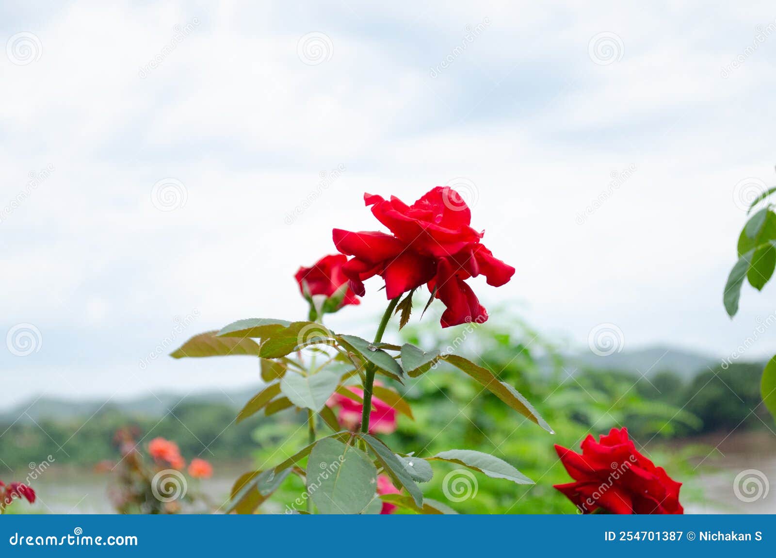 Roses in the sky 2 stock image. Image of beautiful, beauty - 254701387