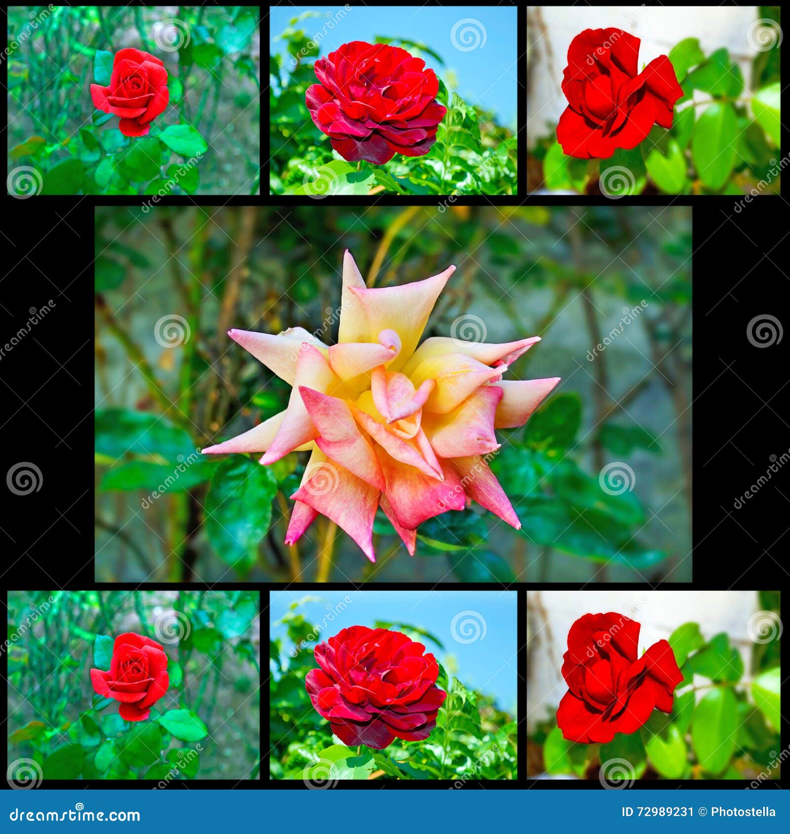 Red roses collage stock image. Image of flowers, plants - 72989231