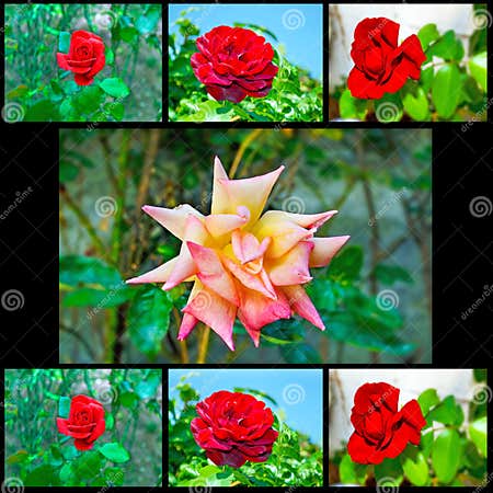Red roses collage stock image. Image of flowers, plants - 72989231