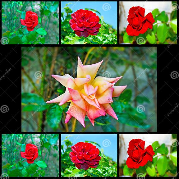 Red roses collage stock image. Image of flowers, plants - 72989231