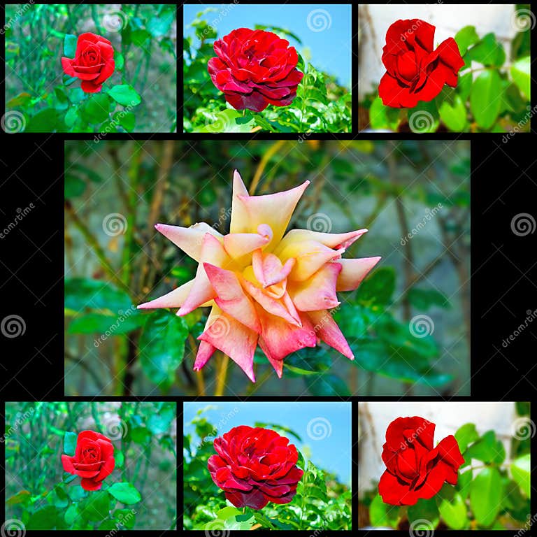 Red roses collage stock image. Image of flowers, plants - 72989231