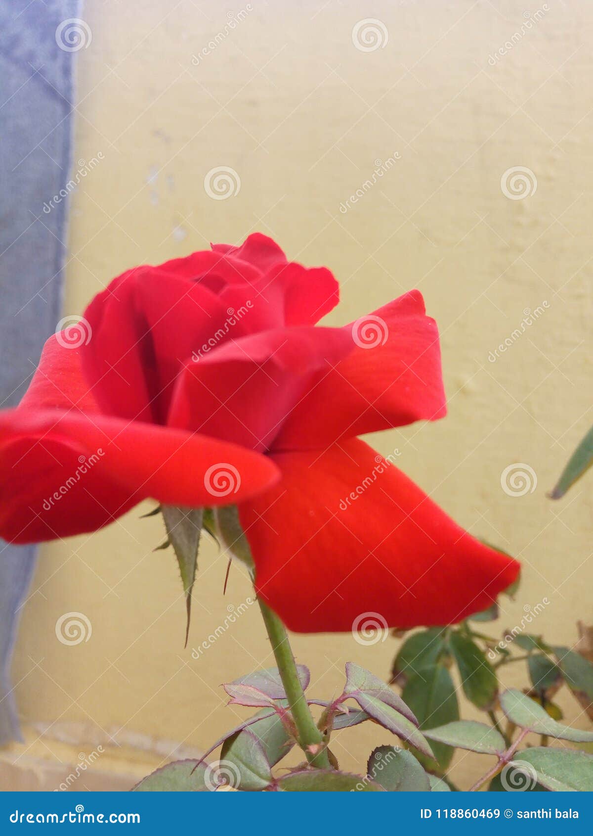 Roses stock image. Image of roses, flower, rose, collection - 118860469