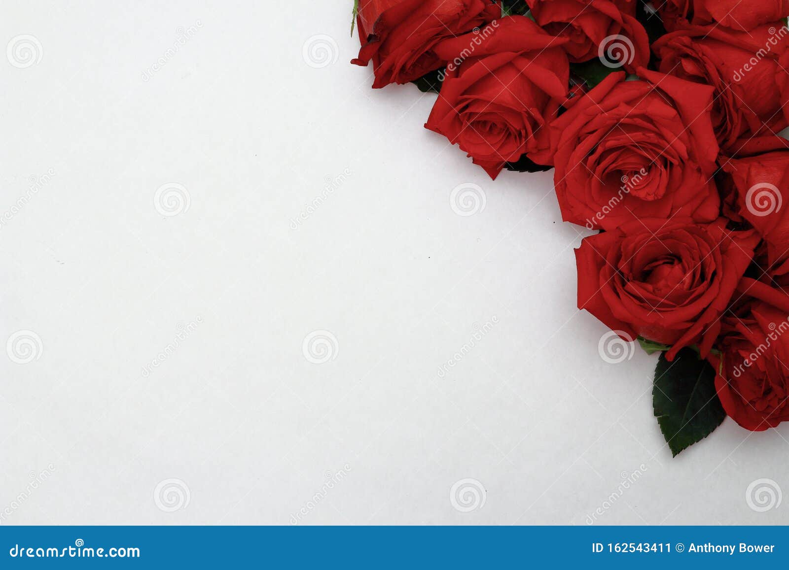 Red Roses in Corner of a White Background. Stock Image - Image of rose ...