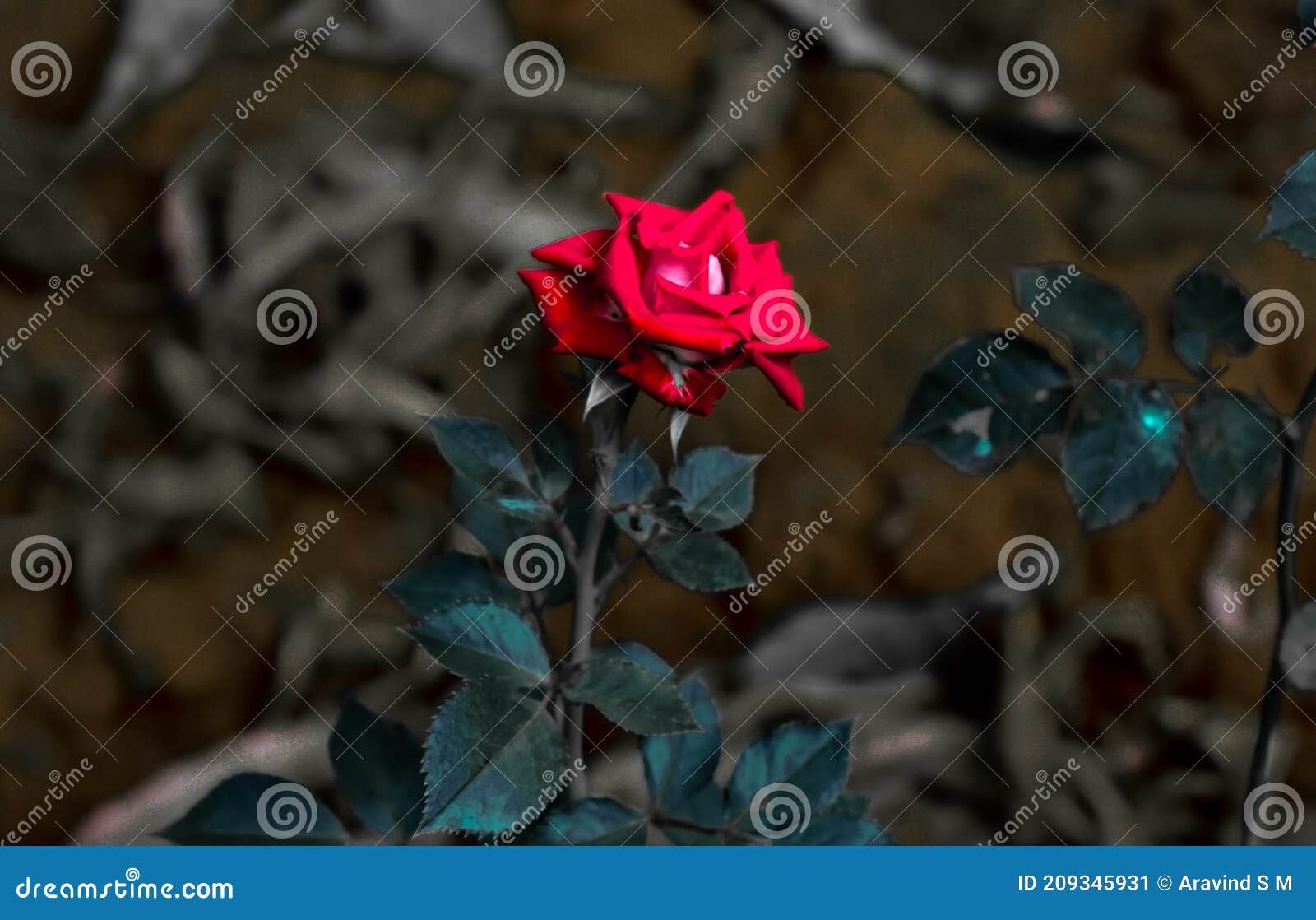 Red Roses for Couples on this Valentines Day Stock Image - Image of ...