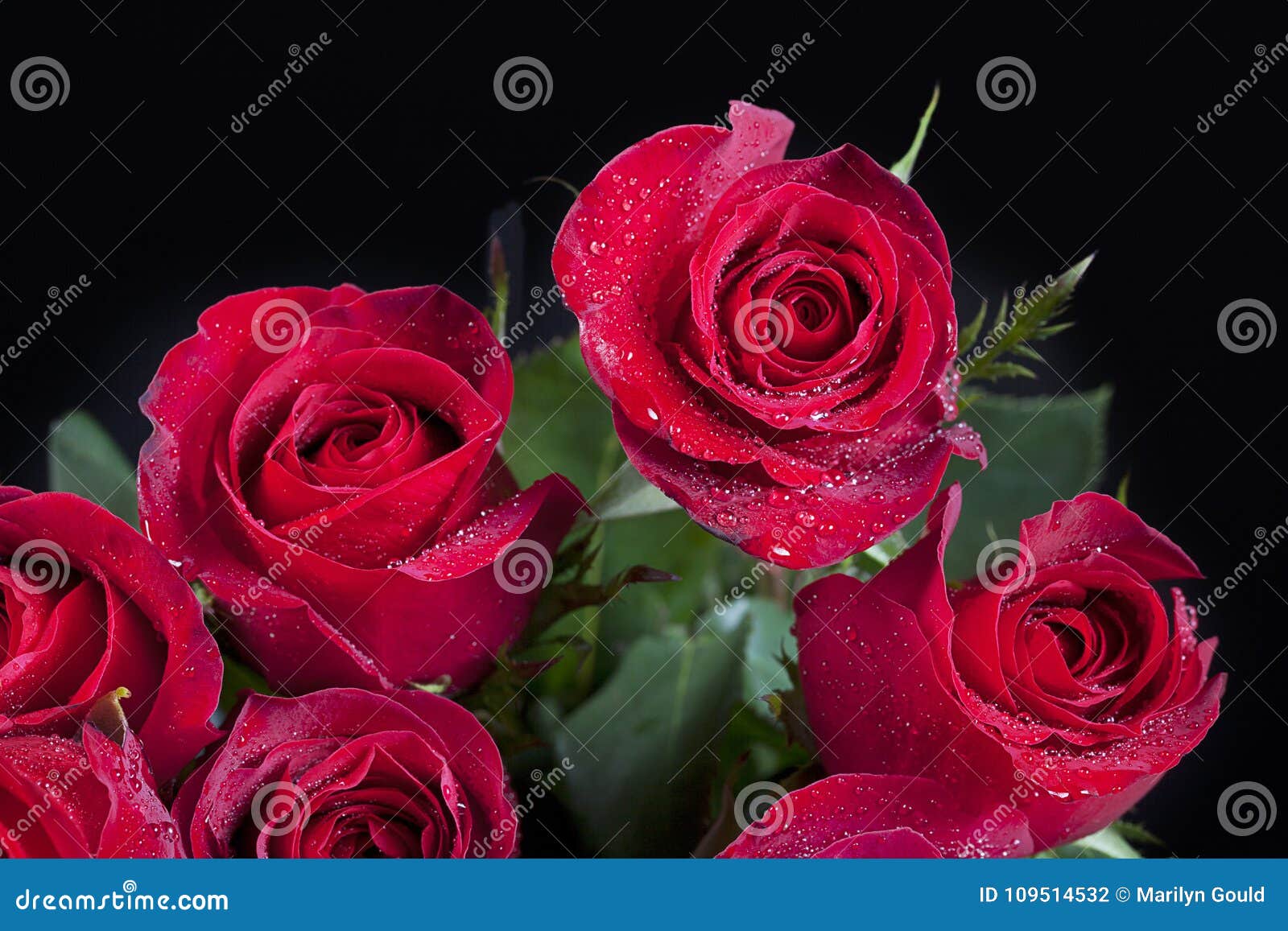 Red Roses Covered with Dew stock photo. Image of background - 109514532