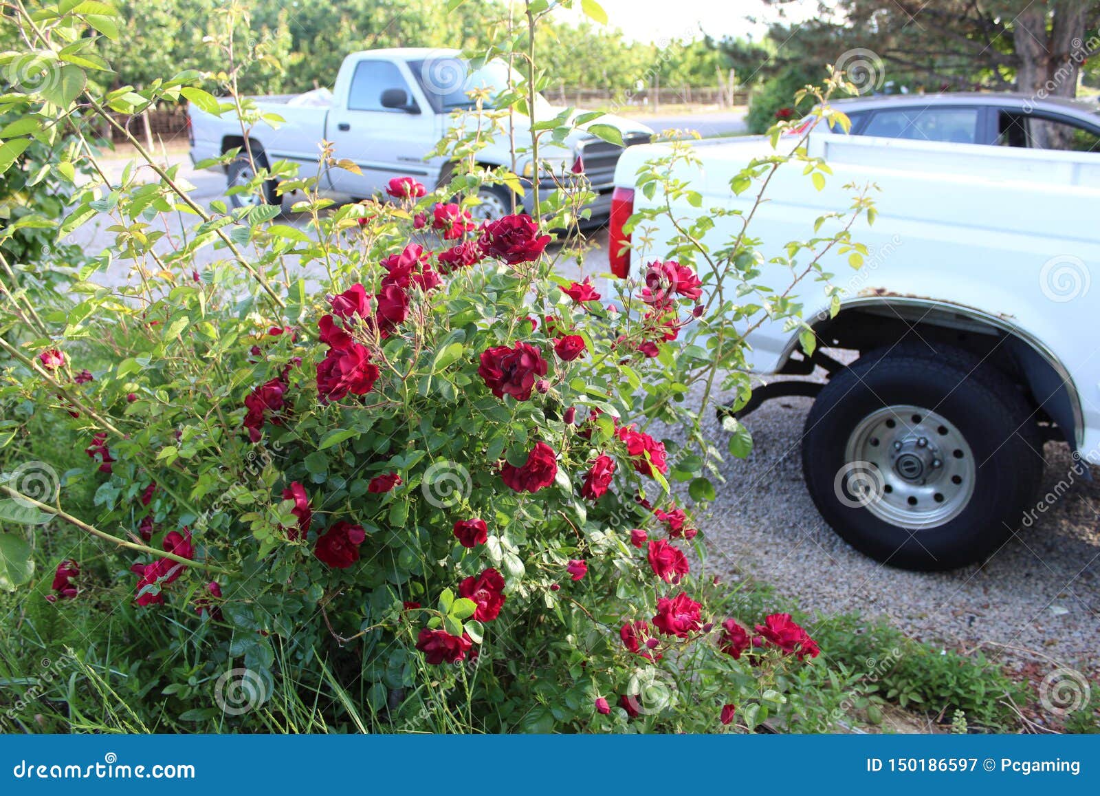 Red roses stock image. Image of trucks, leaves, wheelbarrel - 150186597